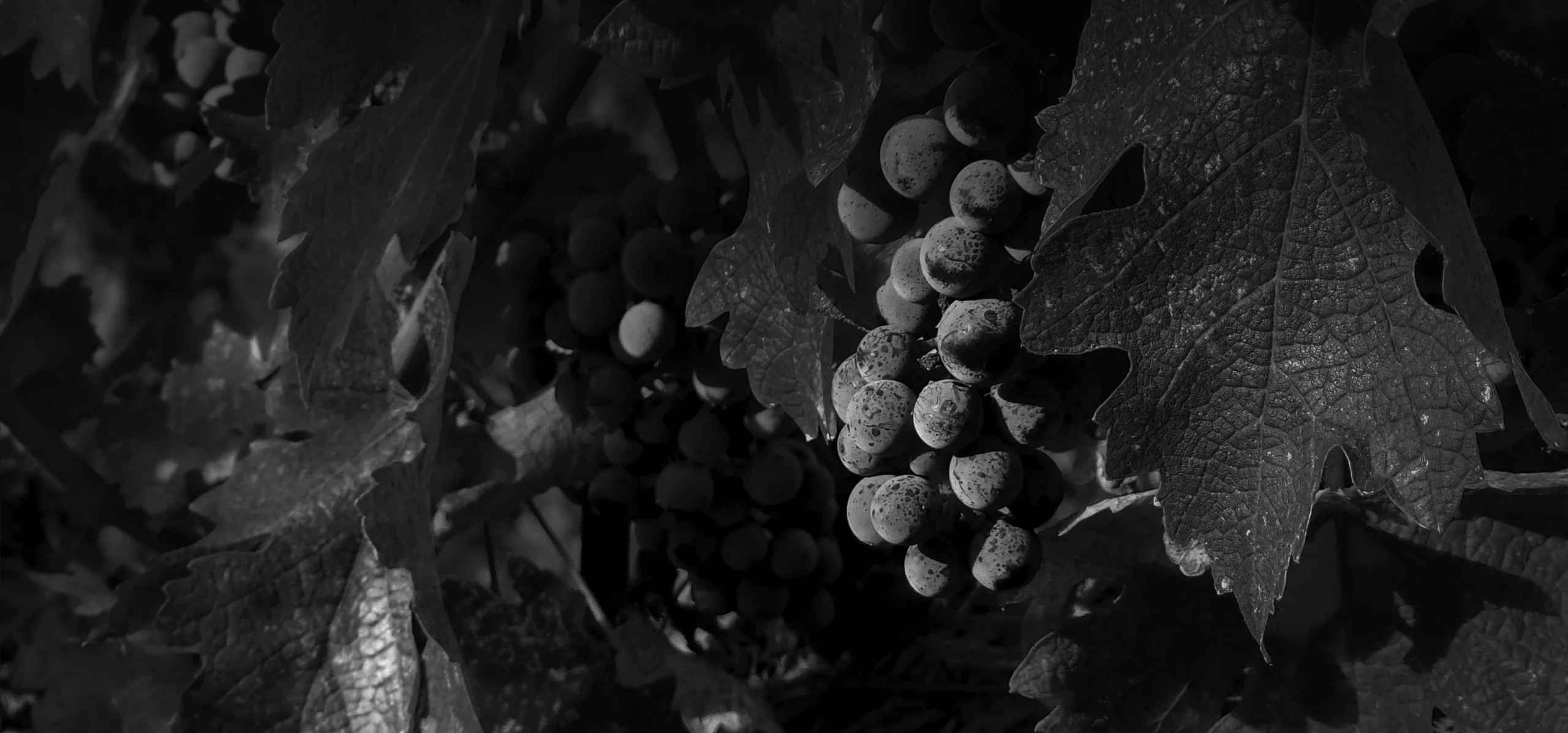 About - Zakin Estate | Napa Valley | Howell Mountain